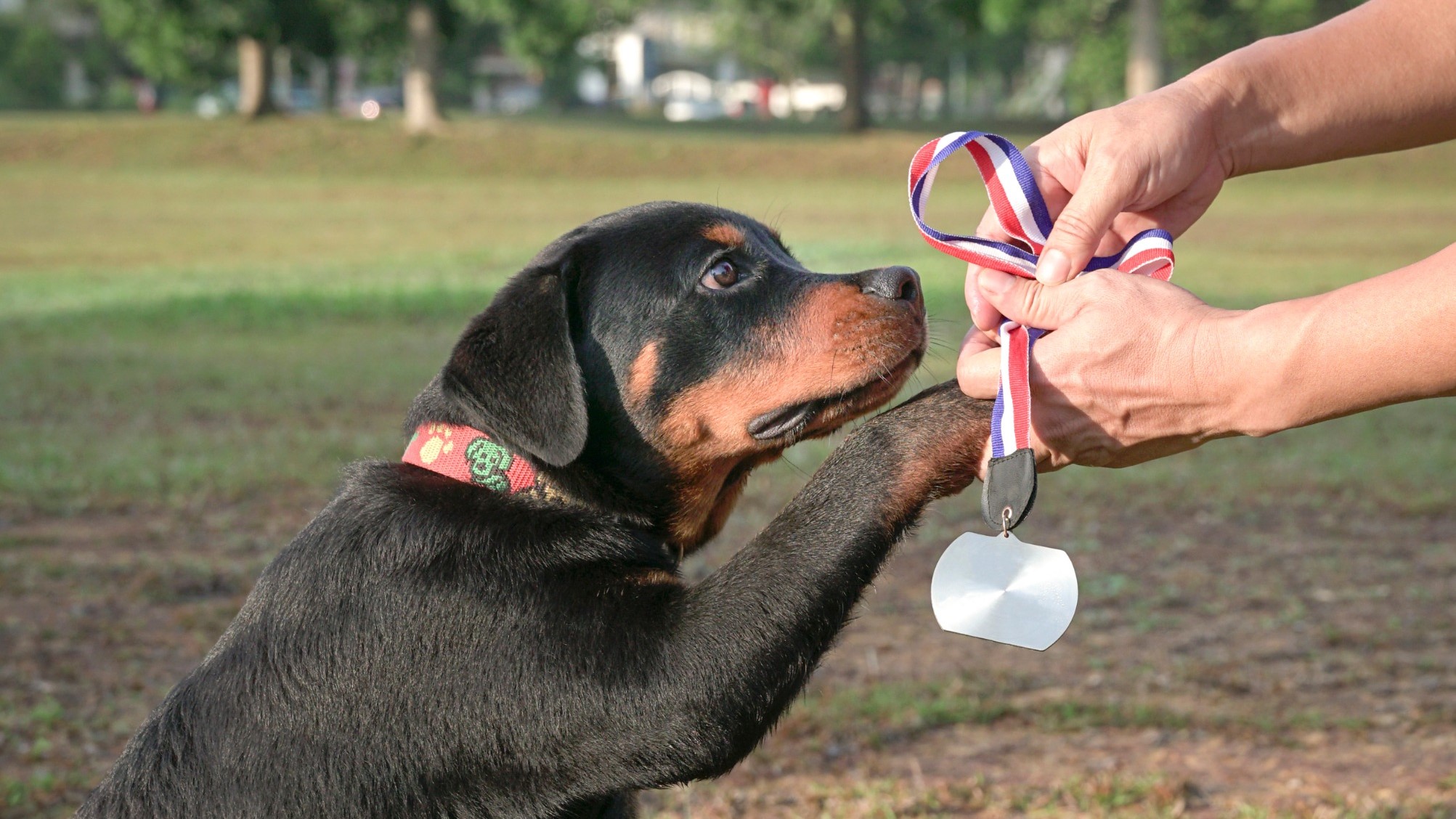 Canine Cruciate Outcomes Awards - Canine Cruciate Registry